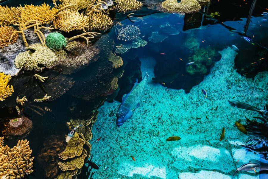 Lisbon: Oceanário de Lisboa Entrance Ticket - Navigating Your Visit: What To Expect