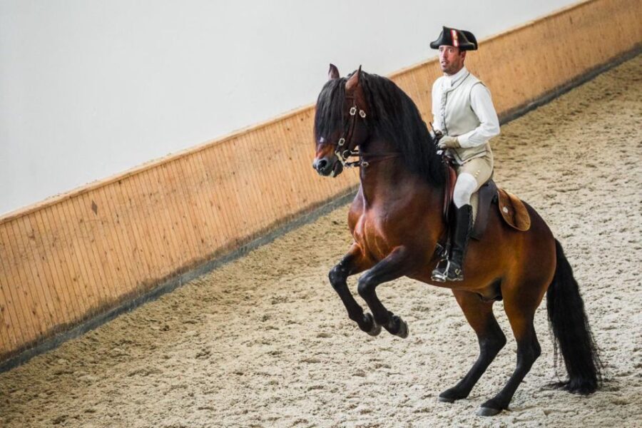 Lisbon: Portuguese Riding School Trainig with Lusitano Horse - A Closer Look at the Highlights