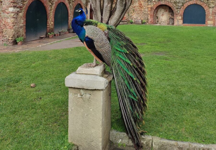 Lisbon: Saint George's Castle Entry Ticket and Guided Visit - What to Expect on the Tour