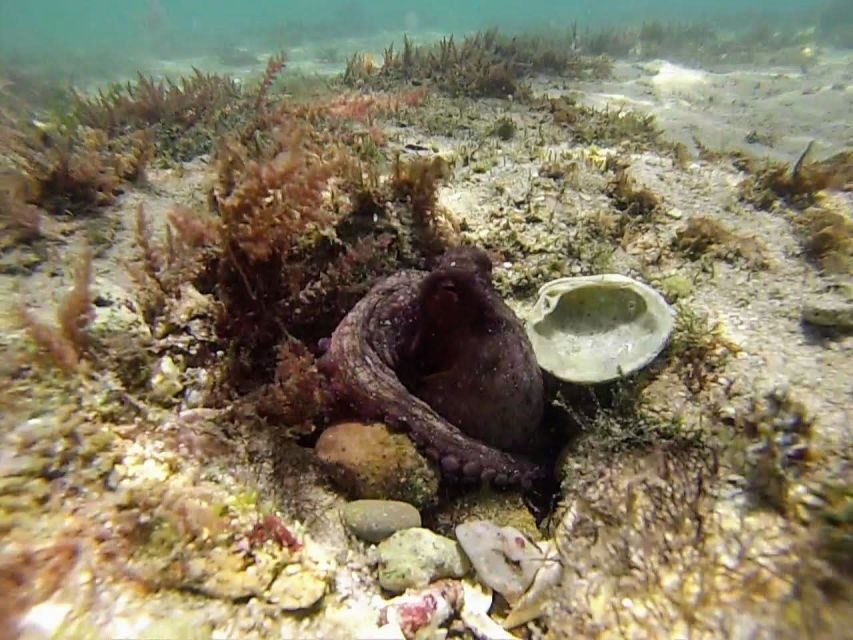 Lisbon: Snorkeling and Wine Tasting in Arrábida - What’s Included and What’s Not