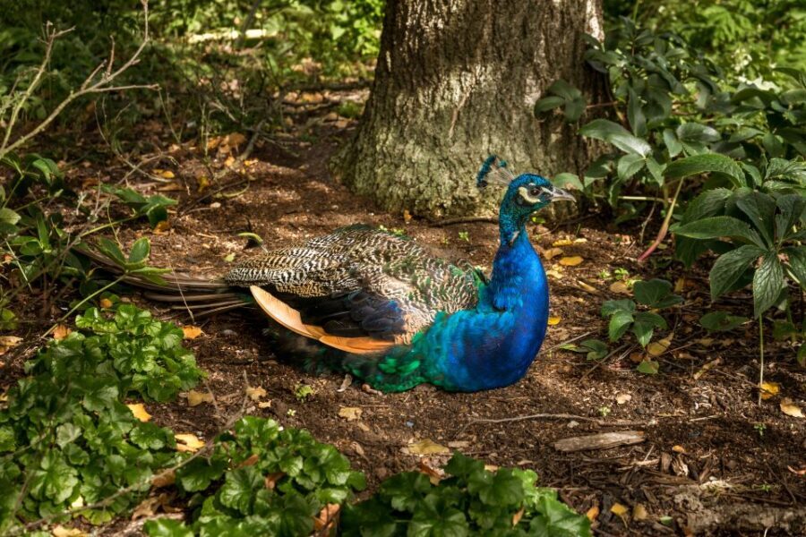 London: Kew Gardens Admission Ticket - Exploring Kew Gardens: A Practical Guide