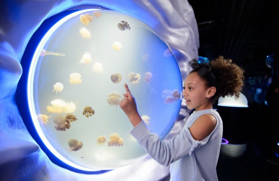 London: Madame Tussauds, SEA LIFE and London Dungeon Entry - Practical Details and Planning