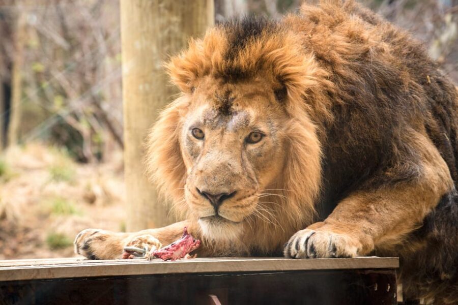 London Zoo: Entry Ticket - Authentic Visitor Experiences