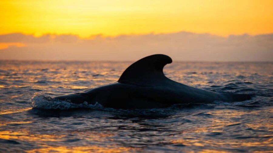 Los Cristianos: Eco Yacht Whale Watching Tour at Sunset - Detailed Itinerary Breakdown