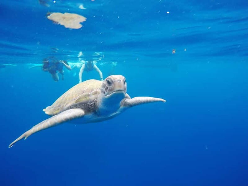 Los Cristianos: Kayak and Snorkel with Turtles and Photos - A Closer Look at the Itinerary