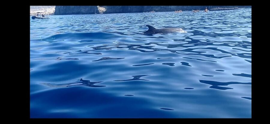 Los Cristianos: Kayak & Snorkel Tour with turtles and photos included - The Value of the Tour