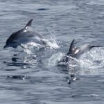 Los Cristianos: Respectful No-Chase Whale and Dolphin Cruise - What Sets This Cruise Apart?