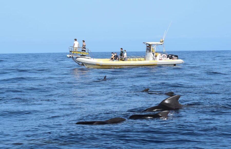 Los Gigantes: Dolphin and Whale Watching Cruise by Speedboat - The Experience and Crew