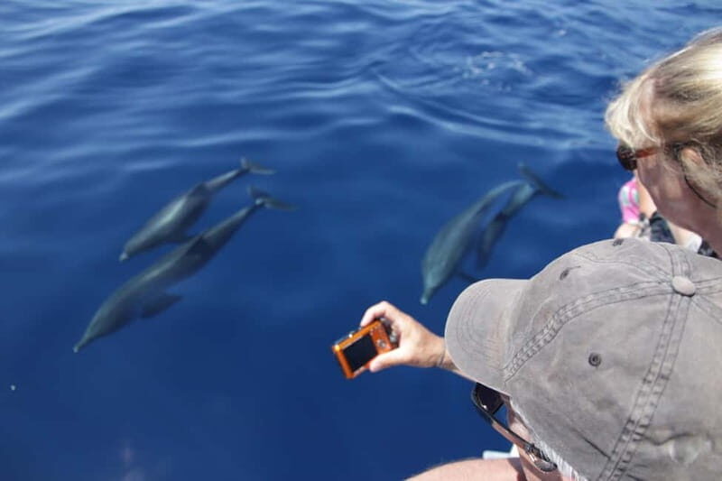 Los Gigantes: Whale or dolphin watching and swimming tour in Masca - The Sum Up: Who Should Book This Tour?