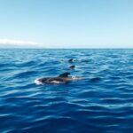 Los Gigantes: Whales and Dolphin Watching Cruise with Lunch - Who Will Love This Tour?