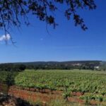 Loulé: Quinta da Tôr Winery Guided Tour and Wine Tasting - Pricing, Value, and Booking