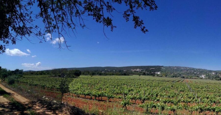 Loulé: Quinta da Tôr Winery Guided Tour and Wine Tasting - Pricing, Value, and Booking