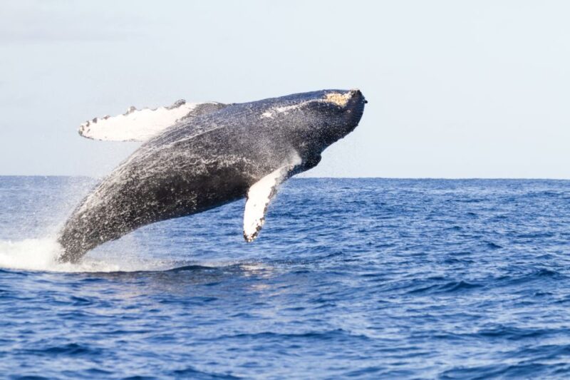 Ma'alaea Harbor: Whale Watching Tour Aboard Power Catamaran - Key Points
