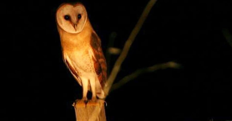 Madeira: Barn Owl Watching - Who Will Love This Tour?