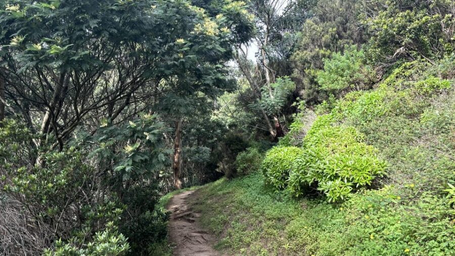 Madeira: Cliff Hanger Vereda Larano Hike Machico - What to Expect and Practical Tips