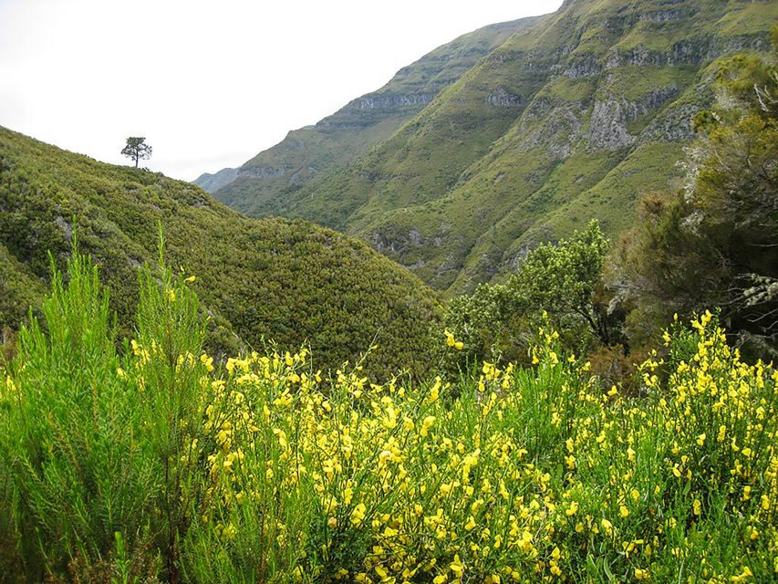 Madeira: Enjoy a Guided Levada Walk in the Rabaçal Valley - Key Points