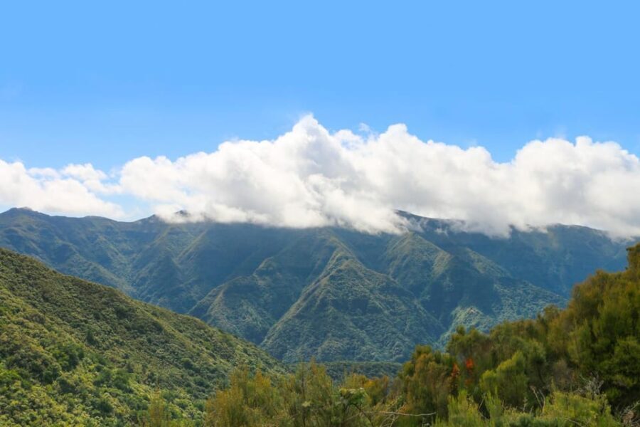 Madeira: Fanal and Seixal Beach Guided Tour - A Closer Look at the Tour Itinerary
