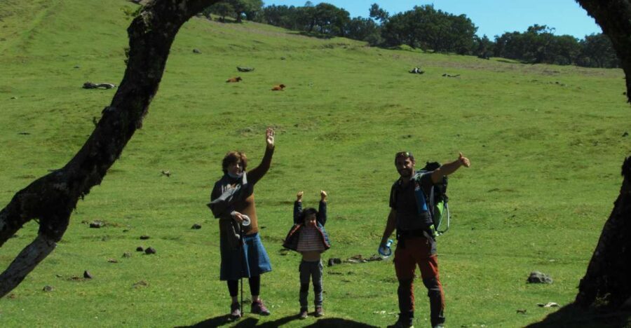 Madeira: Fanal Forest Guided Hiking Tour - The Itinerary in Detail