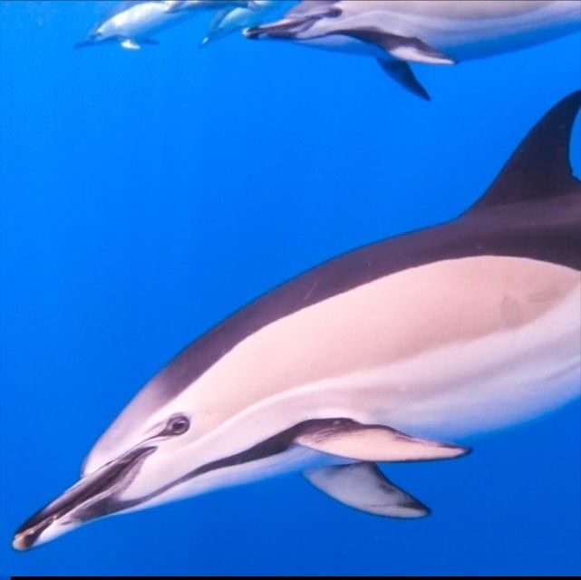 Madeira: Guaranteed Whales or Dolphins Watching Tour - The Sum Up