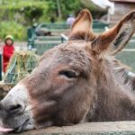 Madeira: Late Southwest Tour with Beach Time - Who Should Consider This Tour?