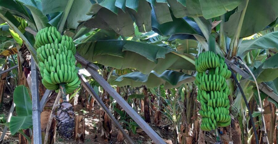 Madeira: Private Banana Farm Tour with Pickup - The Benefits of a Private Tour