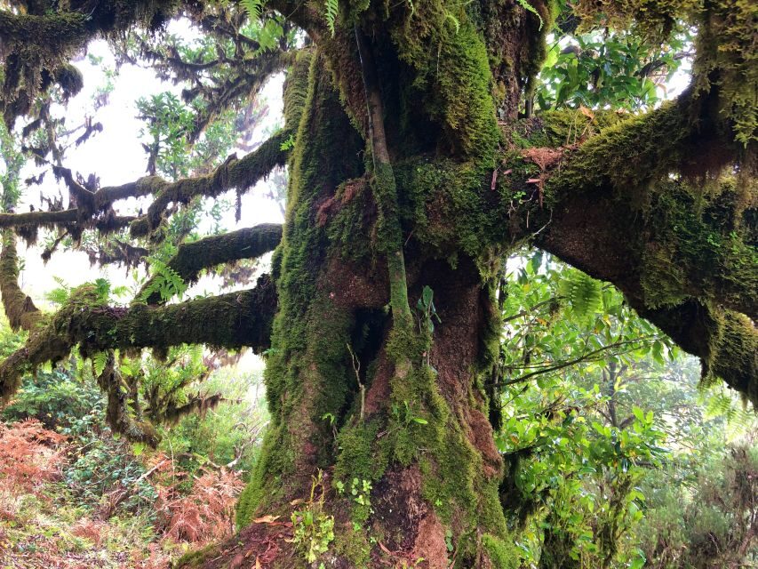 Madeira: Private Guided Vereda do Fanal Walk PR13 - What Makes This Experience Stand Out