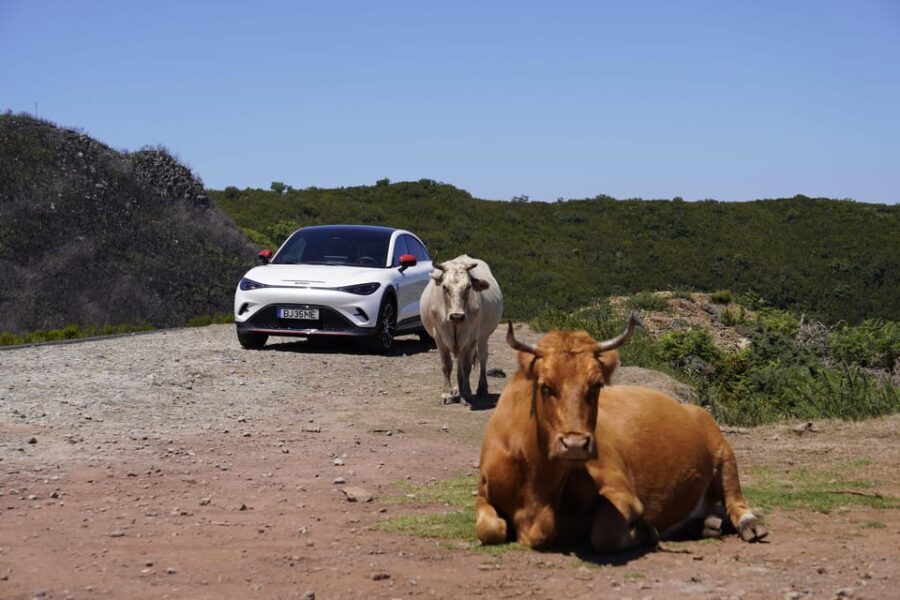 Madeira Private Premium Eco-Friendly Tour in Electric Car - Who Will Love This Tour?