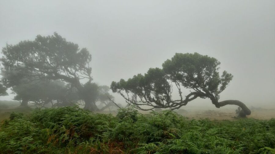 Madeira: Private Tour of Fanal Forest - What to Expect from the Tour
