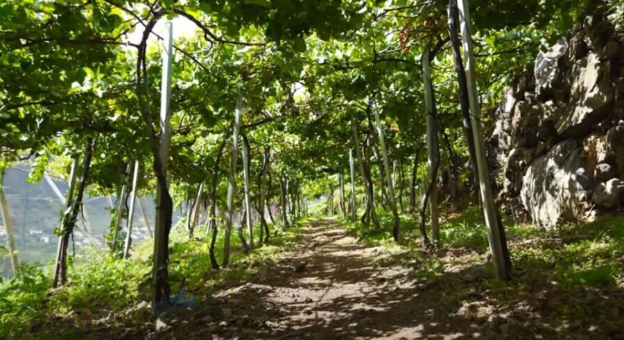 Madeira - Vineyard Tour Wine Tasting - Included - FAQ