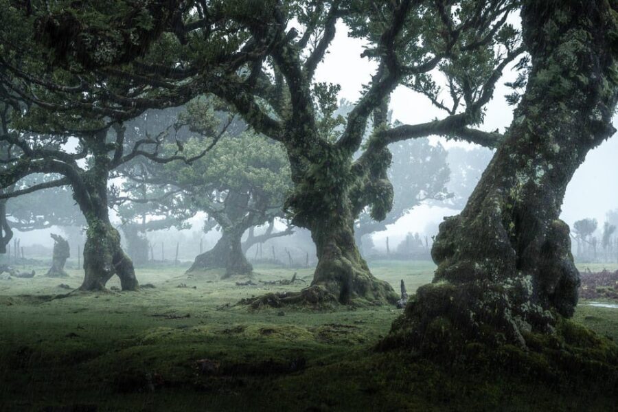 Madeira: West Tour With Guide Fanal Forest SykWalkExperience - An In-Depth Look at the Madeira West Tour