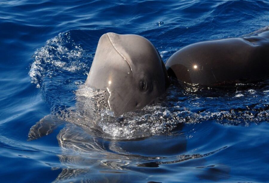 Madeira: Whale and Dolphin Watching Tour - Real Travelers’ Perspectives