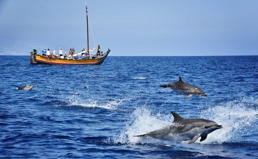 Madeira: Whale Watching Excursion in a Traditional Vessel - What You Can Expect During the Trip