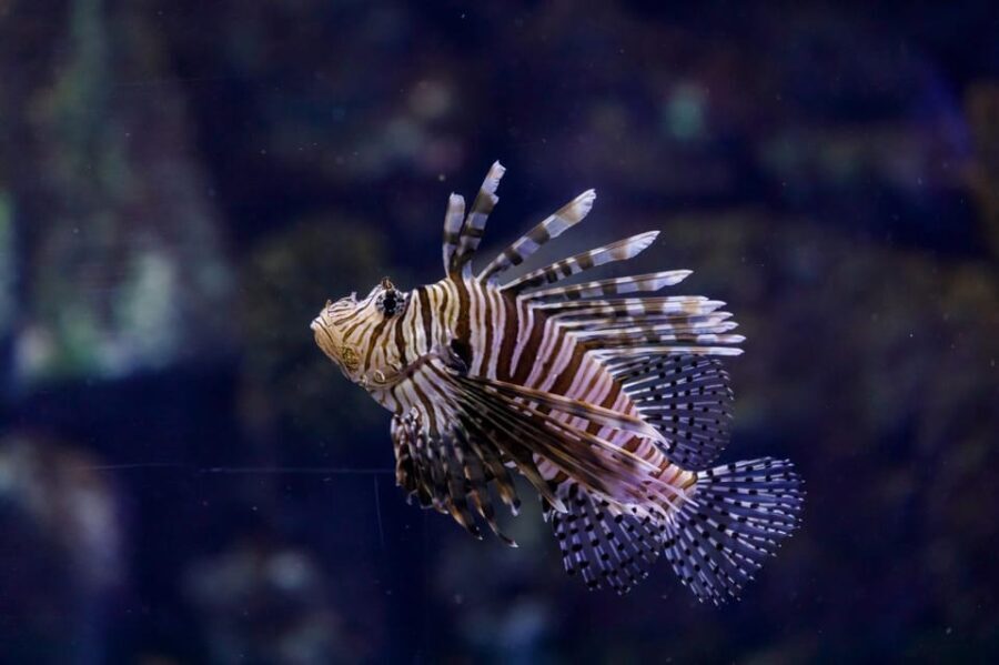 Madrid: Atlantis Aquarium Entry Ticket - What You Can Expect During Your Visit