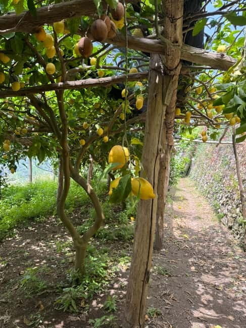 Maiori: Hiking Tour to A Lemon Farm with Lemon Tastings - Practical Details and Considerations