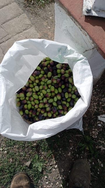 Malaga: Olive Harvesting and Olive Oil Experience - Frequently Asked Questions