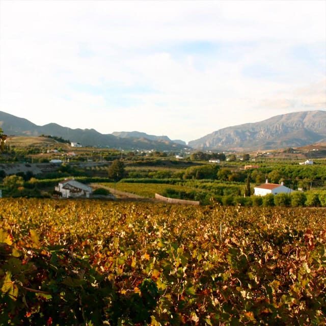Malaga: White Village, Vineyard, and Wine Tasting Wine Tour - How the experience feels in practice