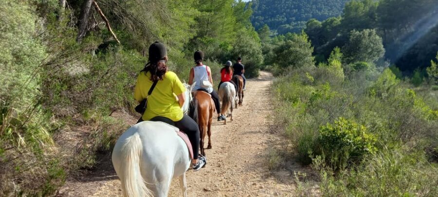 Mallorca: Activity, Antique Mallorca with Picnic - Detailed Breakdown of the Experience