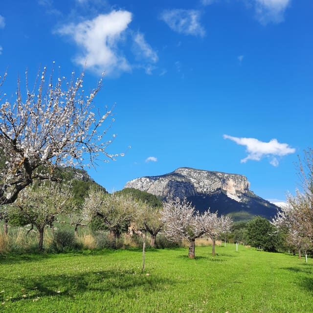 Mallorca: Almond Blossom Minivan Tour with tasting - GERMAN - Transportation and Group Size