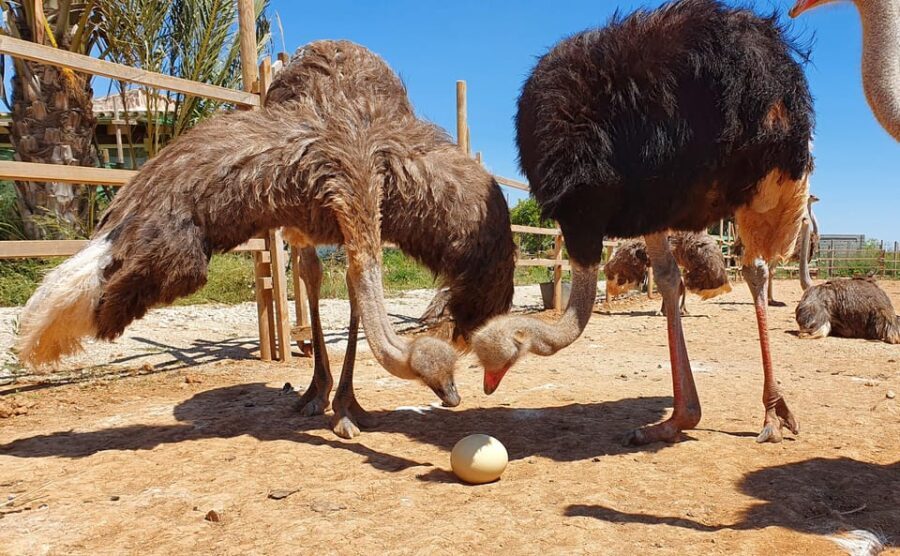 Mallorca: Artestruz - Ostrich Farm Ticket Entrance - What Makes the Ostriches Special?