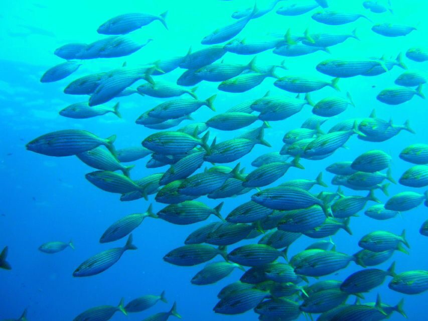 Mallorca: Discover Scuba Diving from the beach - Why This Tour Offers Great Value