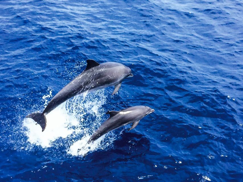 Mallorca: Dolphin Watching Cruise - Authentic Experiences and Traveler Insights