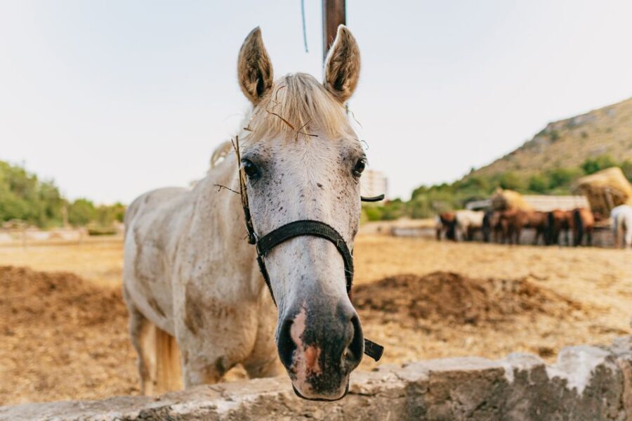 Mallorca: Horseback Riding Experience with Food Options - What Makes This Tour Stand Out?