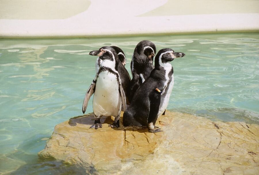 Mallorca: Marineland Tickets with Transfers from the North - An In-Depth Look at the Marineland Experience
