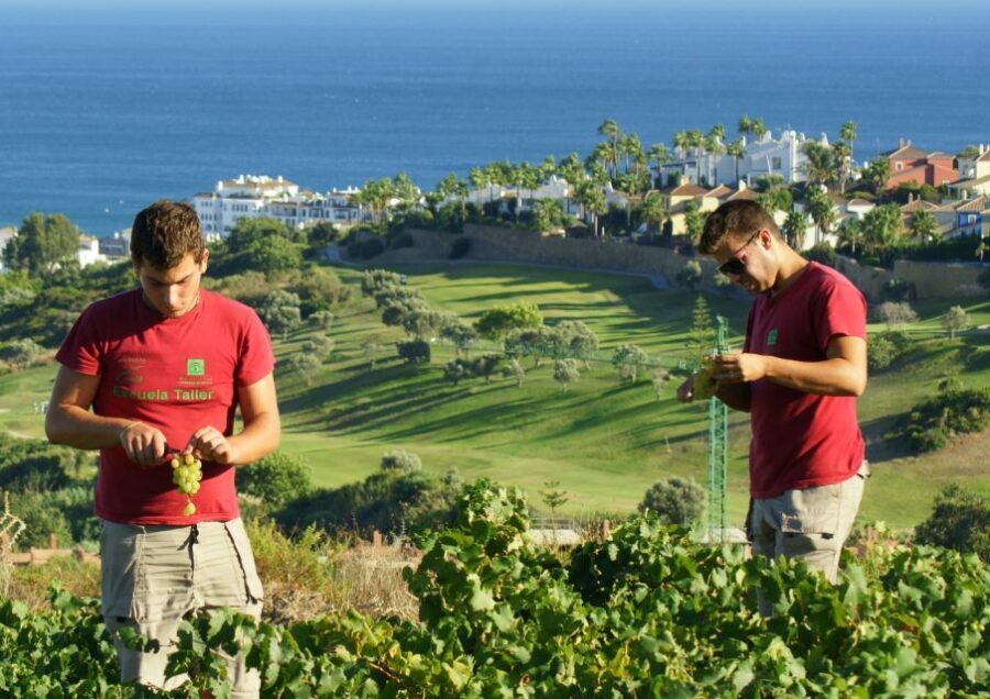 Manilva: Nilva Vineyard, Wine Tasting & Tapas Guided Tour - Exploring the Tour in Detail