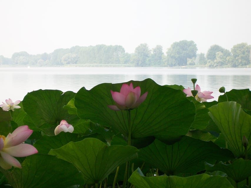 Mantua: Lake Superior among the Lotus flowers - FAQ