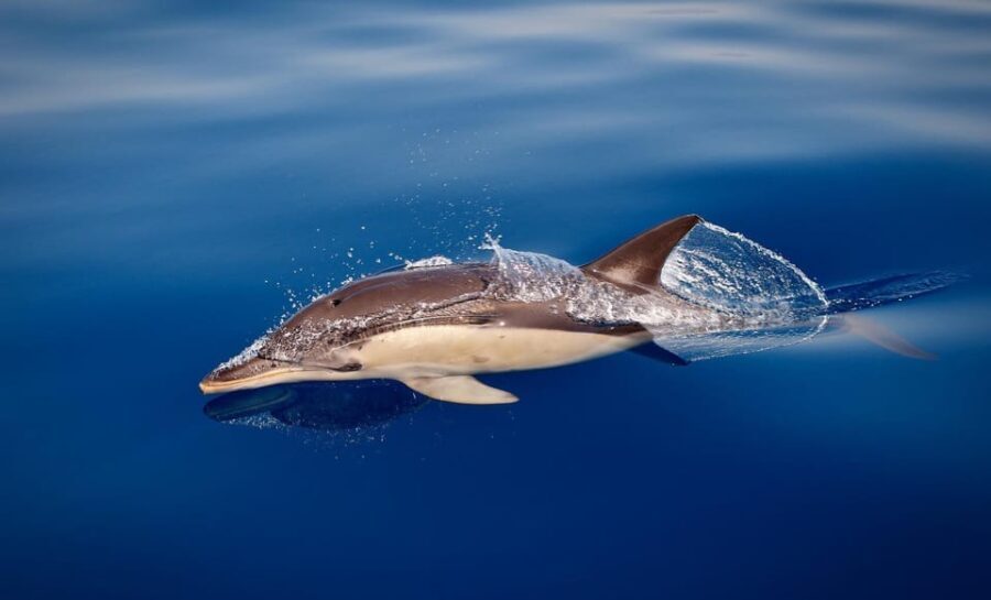 Marbella: Dolphin Watching Boat Tour - A Well-Structured Marine Experience