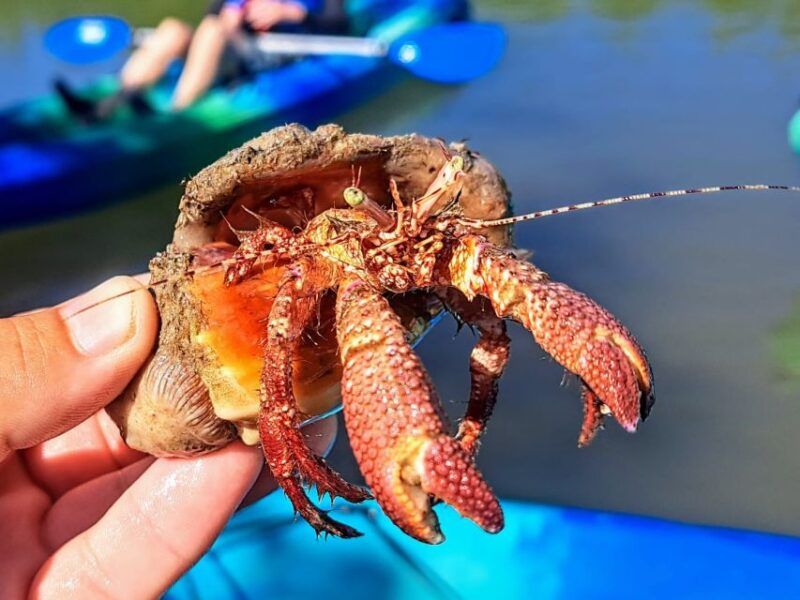 Marco Island: Kayak Mangrove Ecotour in Rookery Bay Reserve - Discovering Rookery Bay by Kayak: A Refreshing Florida Eco-Experience