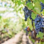 Martina Franca: Wine & Local Products Tasting - Who Is This Tour Perfect For?