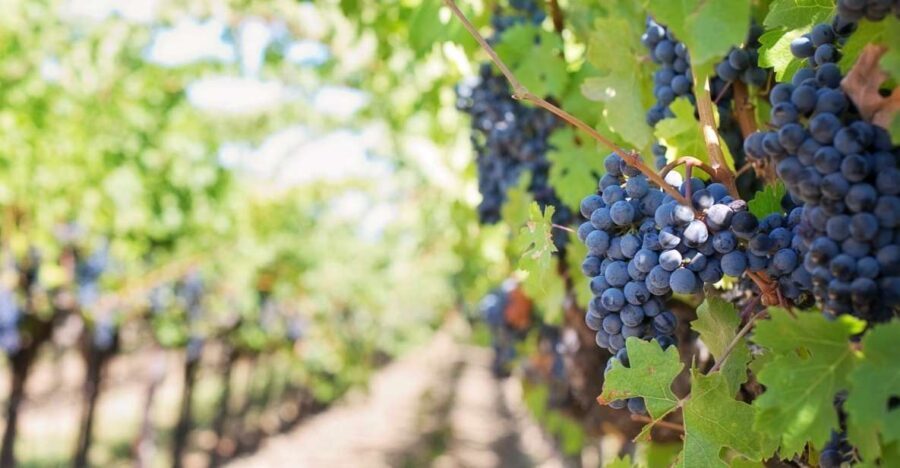 Martina Franca: Wine & Local Products Tasting - Who Is This Tour Perfect For?