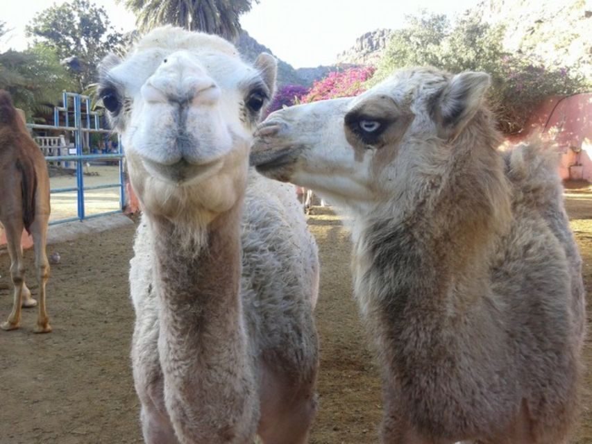 Maspalomas: Guided Camel Ride in the Maspalomas Sand Dunes - Authentic and Well-Managed Experience